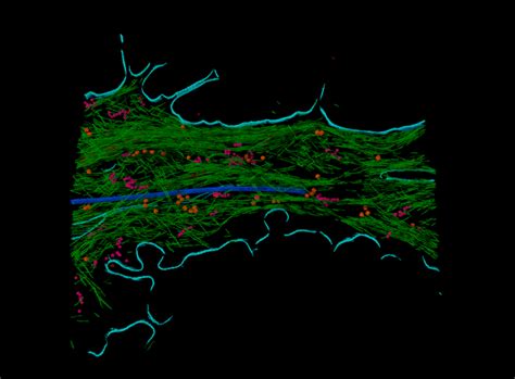 Ai Segmentation Of Cellular Cryo Electron Tomograms Relectronmicroscopy