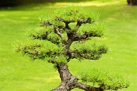 Pine Tree Stock Photo Image Of Conifer Bonsai Century