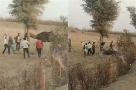 Raging Camel Bites Off Owners Head Before Being Beaten To Death With