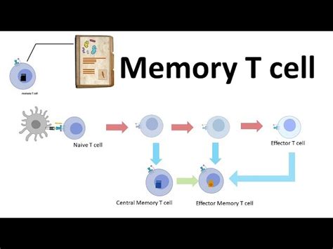 Memory T Cells