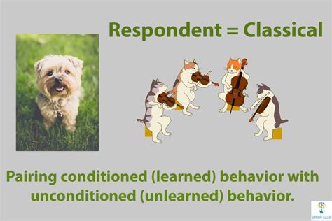 Classical Conditioning Study Cards Animals Silly