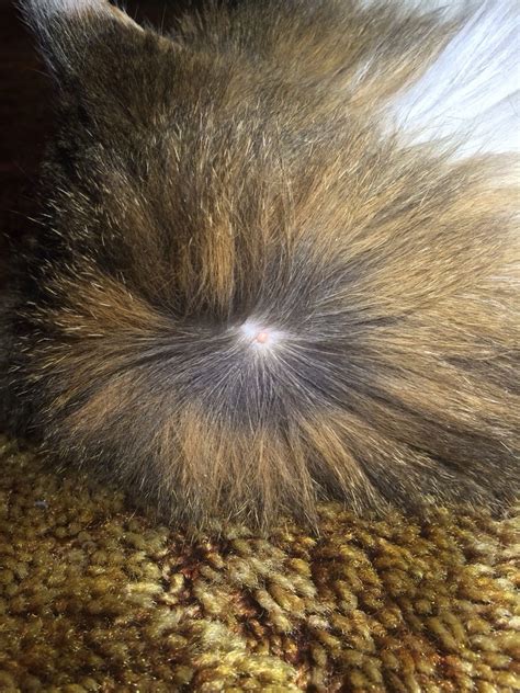Bump On My Cats Neck Rcats