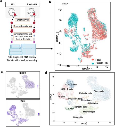 ScRNA Seq Experiment And Data Analysis A Single Cell Preparation And Download Scientific