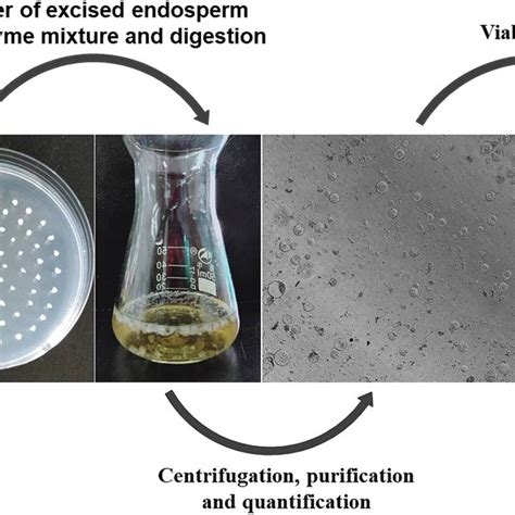Application Of Endosperm Protoplast System In Protein Immunoblotting Download Scientific