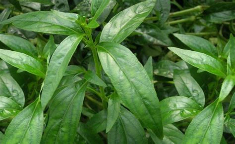 Sambiloto Andrographis Paniculata Yayasan Mqis