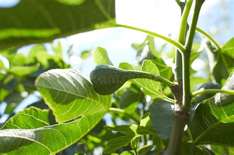 Ripe Fig Fruits In The Canopy Of The Tree Stock Image Image Of