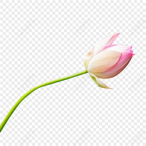 로터스 Png 일러스트 무료 다운로드 Lovepik