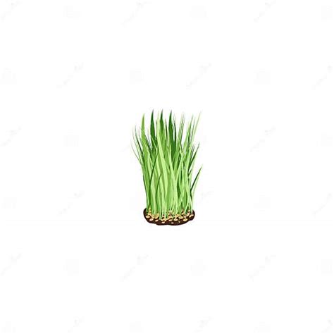 Wheatgrass Wheatgrass Cute Stock Stock Vector Illustration Of Plant