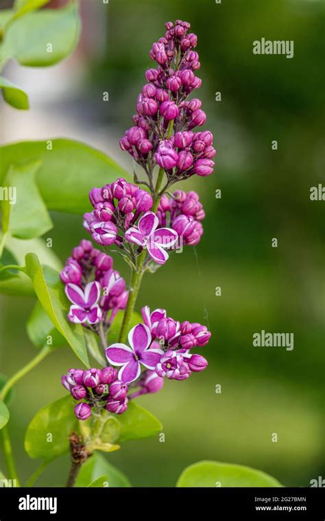 Hacksyren Hi Res Stock Photography And Images Alamy
