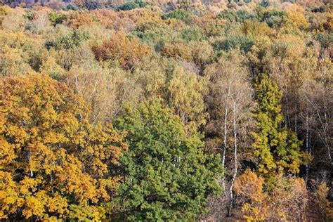 Fall Treeline Stock Photos Images And Backgrounds For Free Download