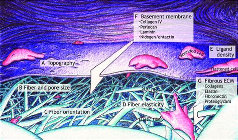 Examples Of Physical Properties Of The Extracellular Matrix A Download Scientific Diagram