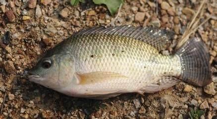 羅非魚走釣教你玩著就上魚 每日頭條