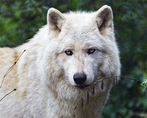 Download Wallpaper 1280x1024 Arctic Wolf Wolf Predator Animal