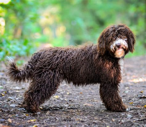 Der Spanische Wasserhund Im Rasseportrait Hunter Magazin