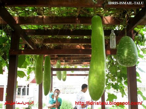 Idristalu Labu Cameron Highlands