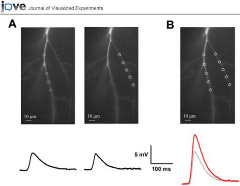 Non Linear Summation Across Dendritic Branch Points A Distributed Download Scientific