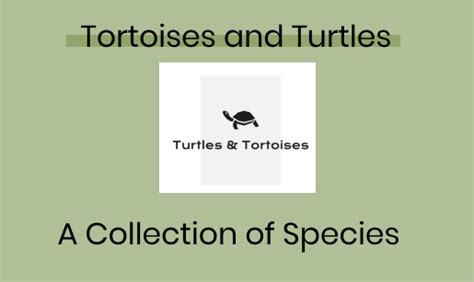 GitHub MeRichard TurtlesTortoises Recreated An Old Project From