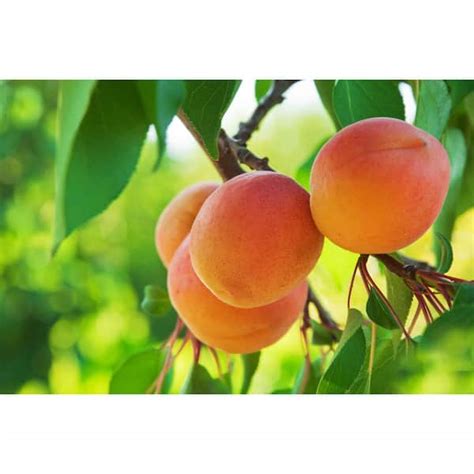 Online Orchards 3 Ft Moorpark Apricot Bare Root Tree With Classic