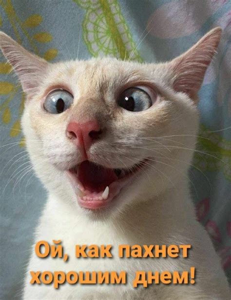 С добрым утром позитивные новые картинки 38 ФОТО Смешные открытки Веселые картинки