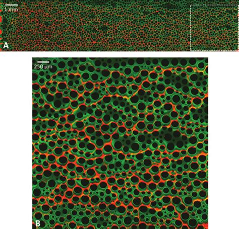 the interaction of biology and physics generates emergent patterns of