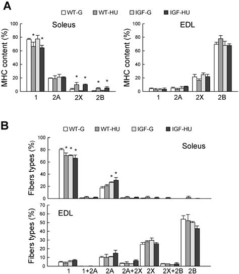 Myosin Heavy Chain Mhc Isoform Composition In Skeletal Muscle Of