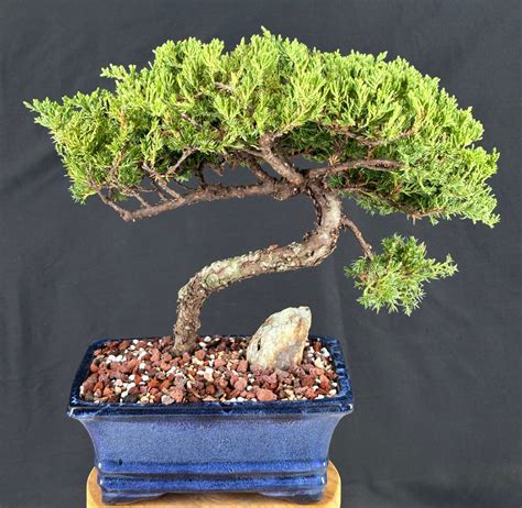 Juniper Bonsai Tree Trained Juniper Procumbens Nana