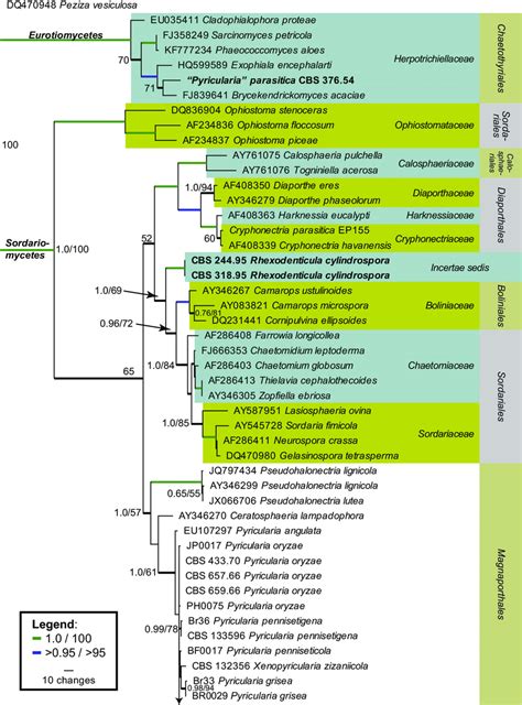The First Of 1000 Equally Most Parsimonious Trees Tree Length 1362 Download Scientific