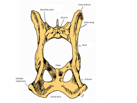 Dog Pelvis Anatomy Bones