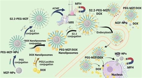 Schematic Illustration Of S22 Peg Mzfdox Preparation And Application Download Scientific