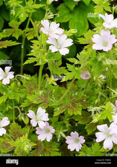 Red Marked Foliage And Pale Flowers With Delicate Magenta Bee Lines Of