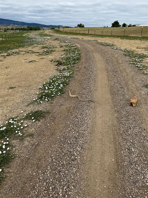 Gopher Snake Boulder County Colorado Usa Rwhatsthissnake
