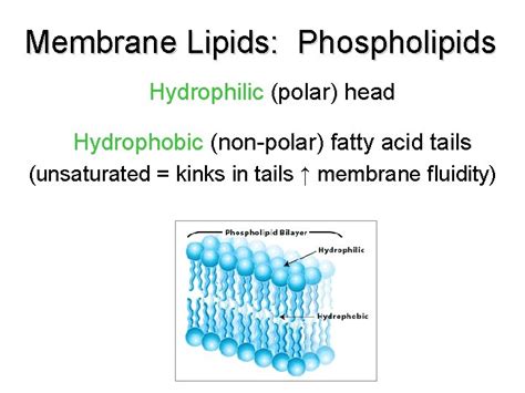 Introduction To Cells The Cell Membrane Chapter 4