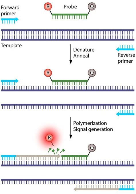 Real Time Pcr Taqman