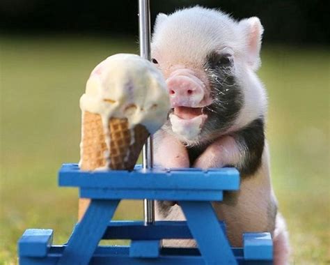 Gode Grunner Til At Alle Bør Kjøpe Seg Minigris Som Kjæledyr