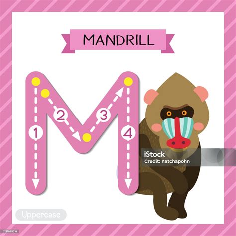 문자 M 대문자 추적 앉아있는 맨 드릴 0명에 대한 스톡 벡터 아트 및 기타 이미지 0명 개코원숭이 교육 Istock