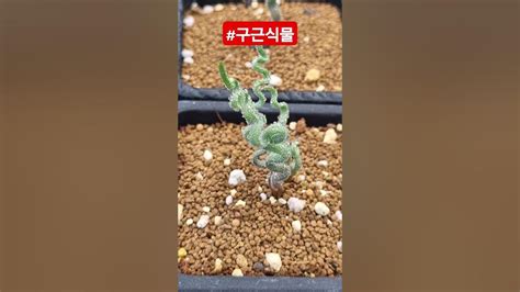 스프랄리스 구근식물 짧은 가을도 가을~ 구근들 깨어났다요~ 짱아네봄뜰 Youtube