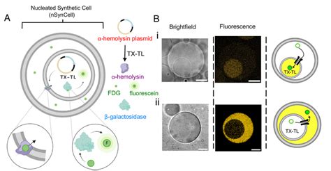 Engineering A Synthetic Cell Replicating Natures Architecture Chembites