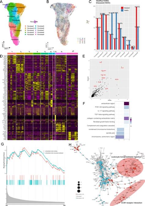 A Single Cell Atlas Depicting The Cellular And Molecular Features In Human Anterior Cruciate