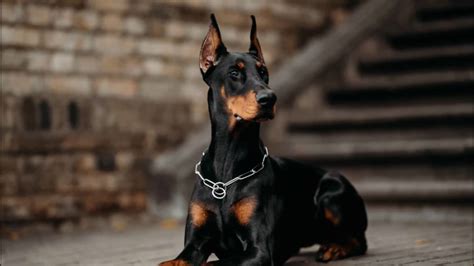 معرفی نژاد دوبرمن همه چیز درباره سگ دوبرمن