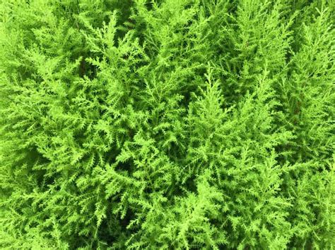 Different Types Of Juniper Trees