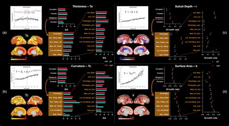 Spatiotemporal Pattern Of Cortical Development Based On The Critical