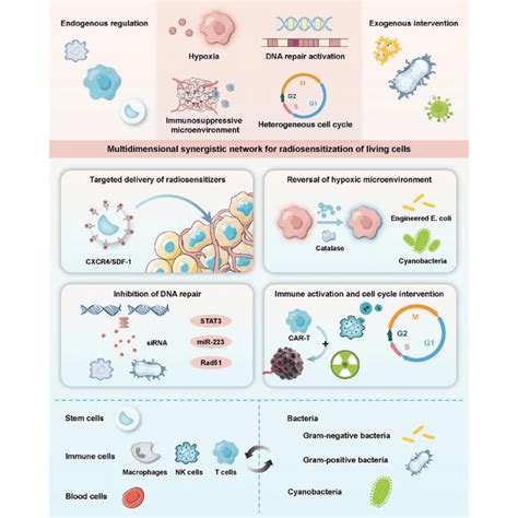 Advances In The Application Of Living Cells In Tumor Radiosensitization
