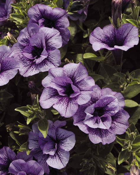 Petunia - Supertunia® Black Cherry - Pleasant View Gardens