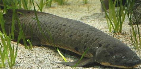 Lungfish Spiritual Meaning And Symbolism