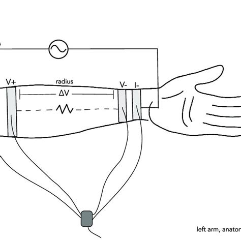 Electrode Placement Of Trans Radial Electrical Bioimpedance Velocimetry Download Scientific