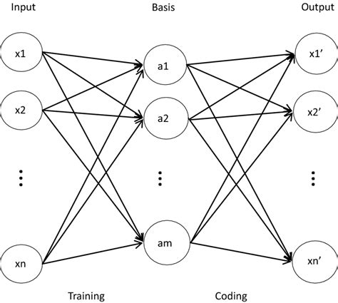 Sparse Coding Model The Model Consists Of Three Layers Input Basic Download Scientific
