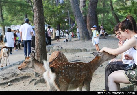 일본 소도시 여행 오사카 근교 당일치기 가볼만한곳 동대사 앞 나라사슴공원 네이버 블로그