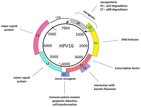 Hpv Virus Cell Structure