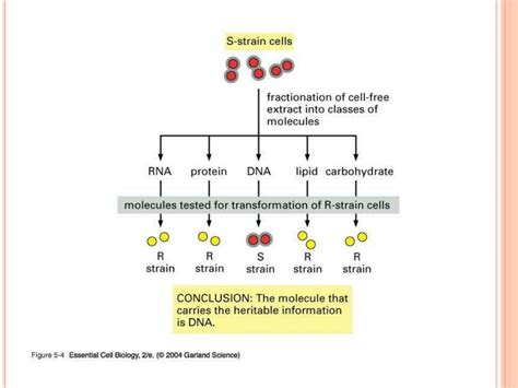 SOLUTION Dna Structure And Functions Studypool