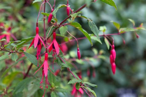 How To Prune Hardy Fuchsias Bbc Gardeners World Magazine